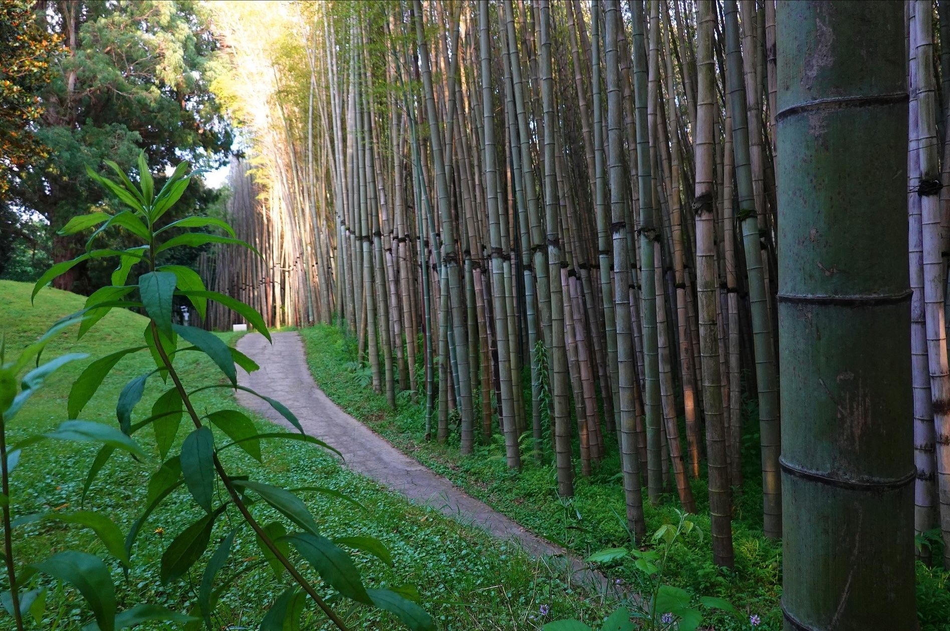 Shekvetili Dendrological Park