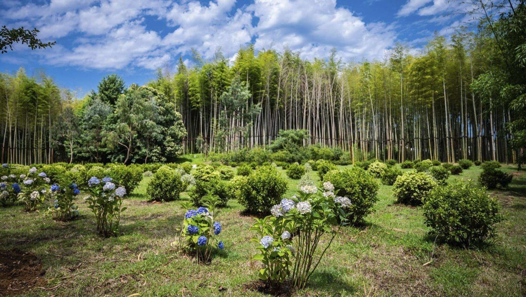Shekvetili Dendrological Park